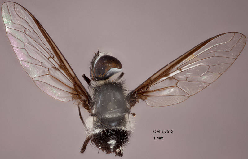 Thraxan prolatus - Vernon Browser