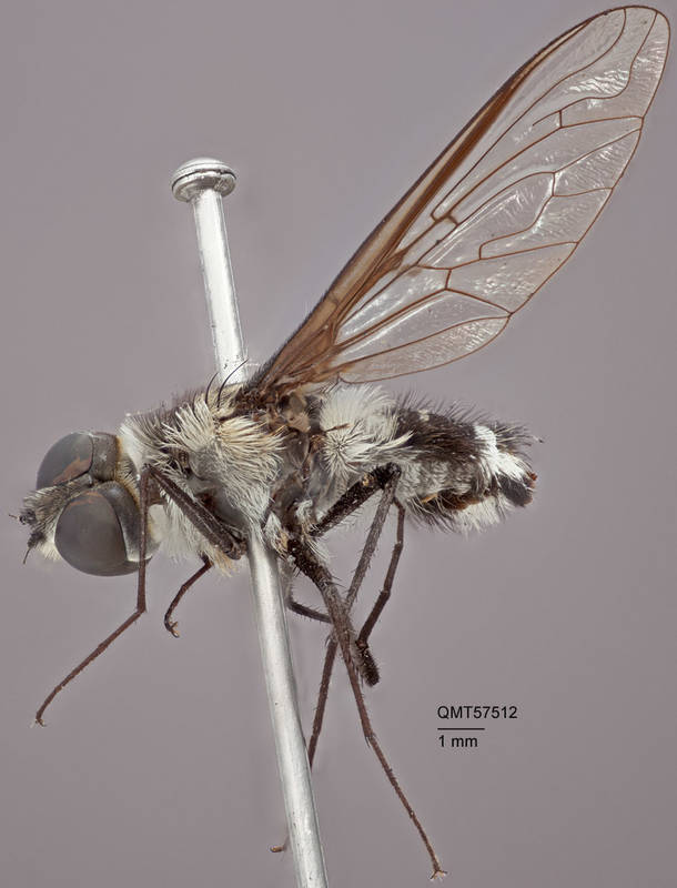 Thraxan cinctus - Vernon Browser